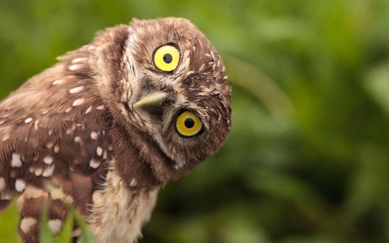 Laponci - starosedeoci Severa - Nordia Senter